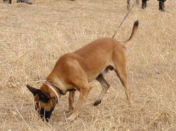 Train Dogs to "Sniff Out" Landmines & Save Lives - GlobalGiving