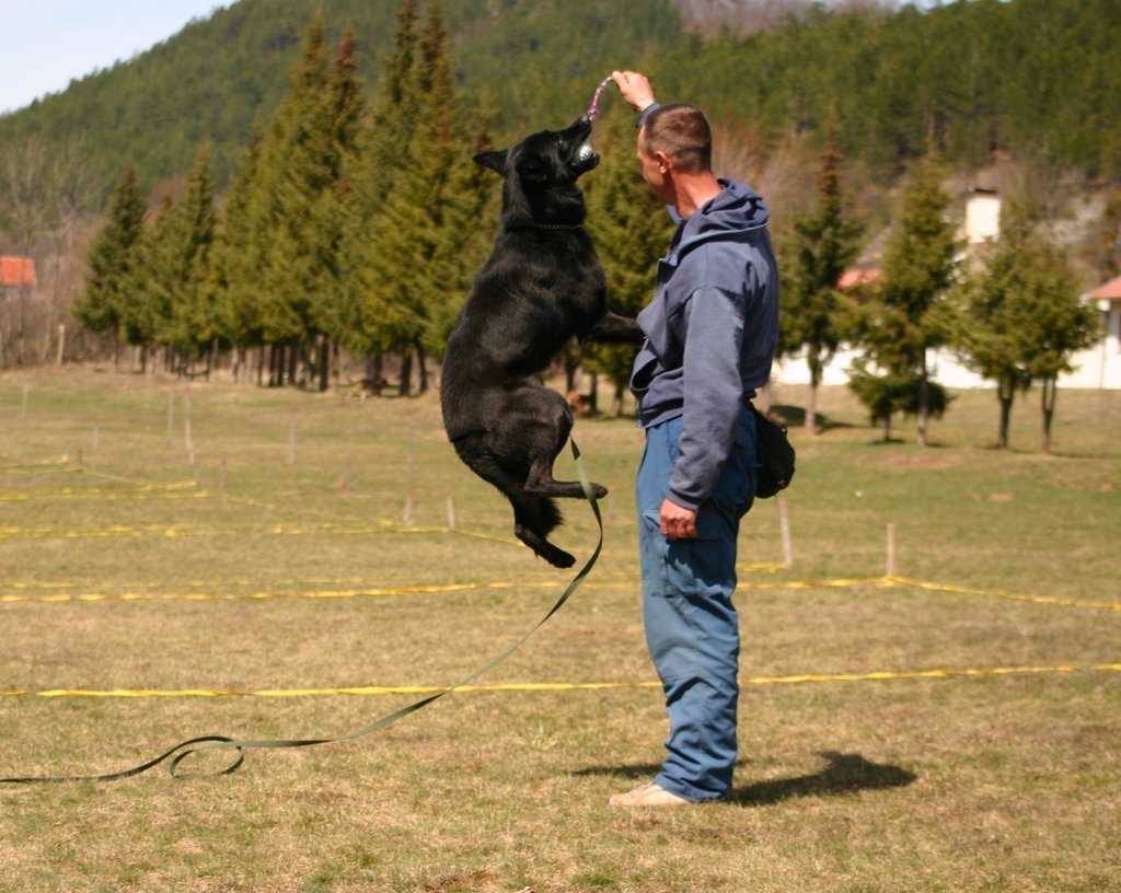 Train Dogs to "Sniff Out" Landmines & Save Lives - GlobalGiving