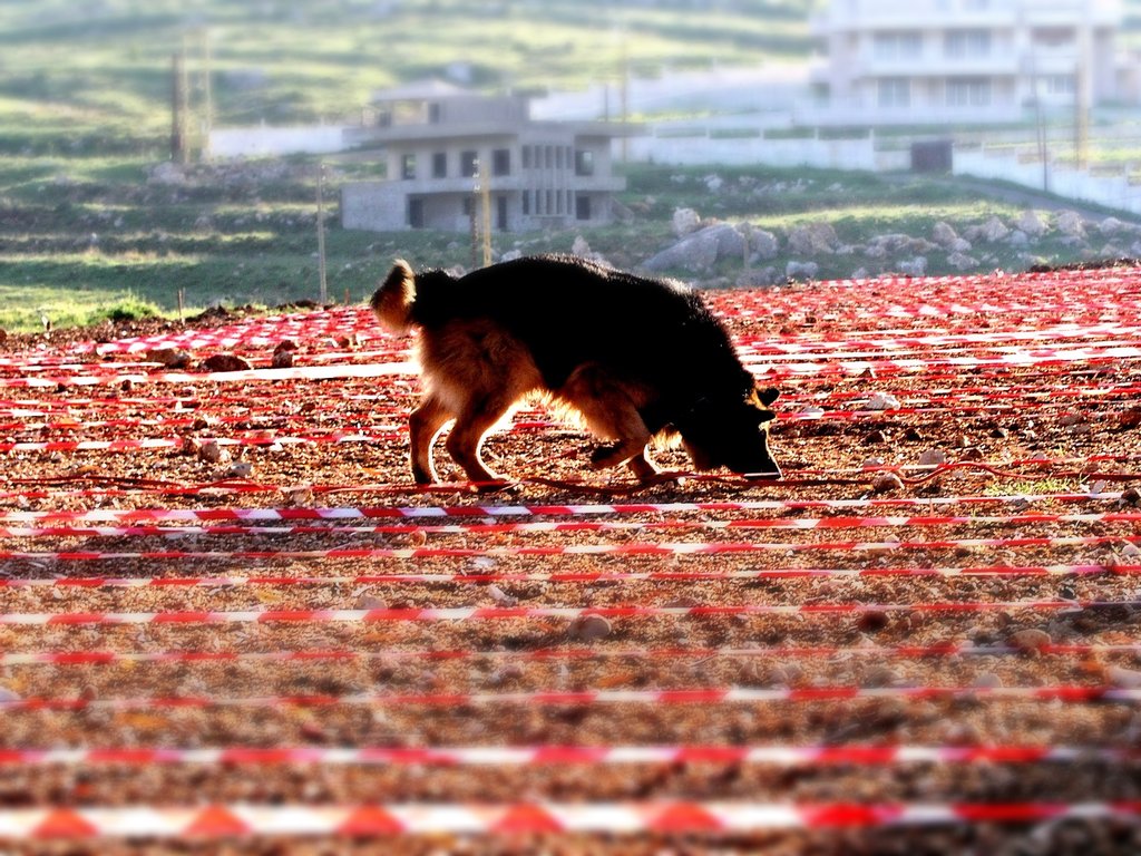Train Dogs to "Sniff Out" Landmines & Save Lives - GlobalGiving