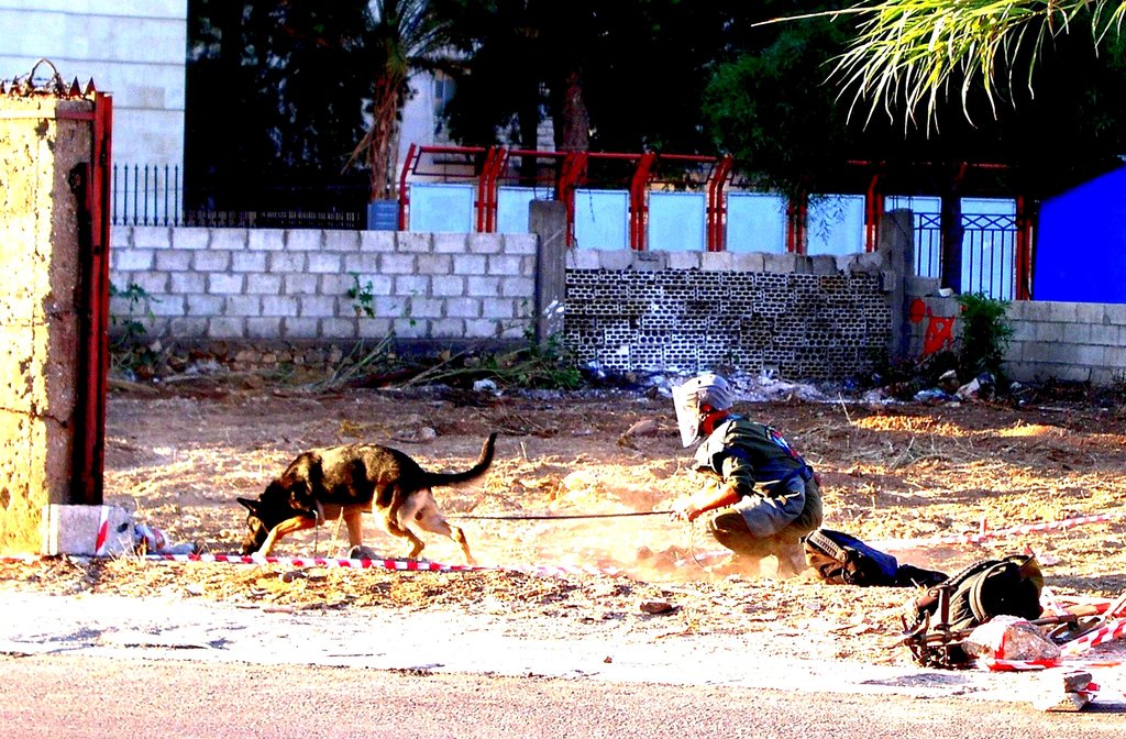 Train Dogs to "Sniff Out" Landmines & Save Lives - GlobalGiving