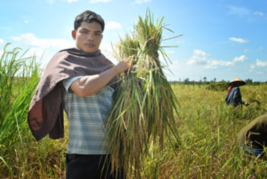 Increase rice yield for Cambodian poor farmers - GlobalGiving