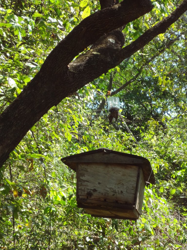 Beekeeping to Conserve Tanzania's Rainforest - GlobalGiving