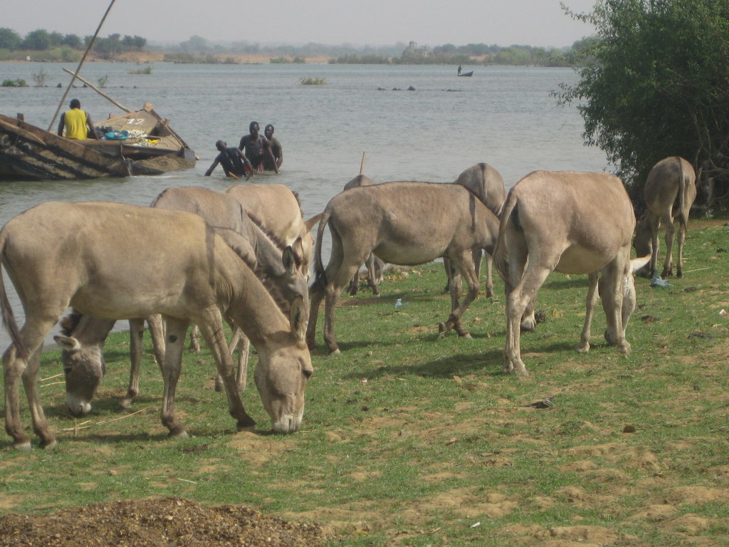 Solar energy for 2,500 villagers in Salamale, Mali - GlobalGiving