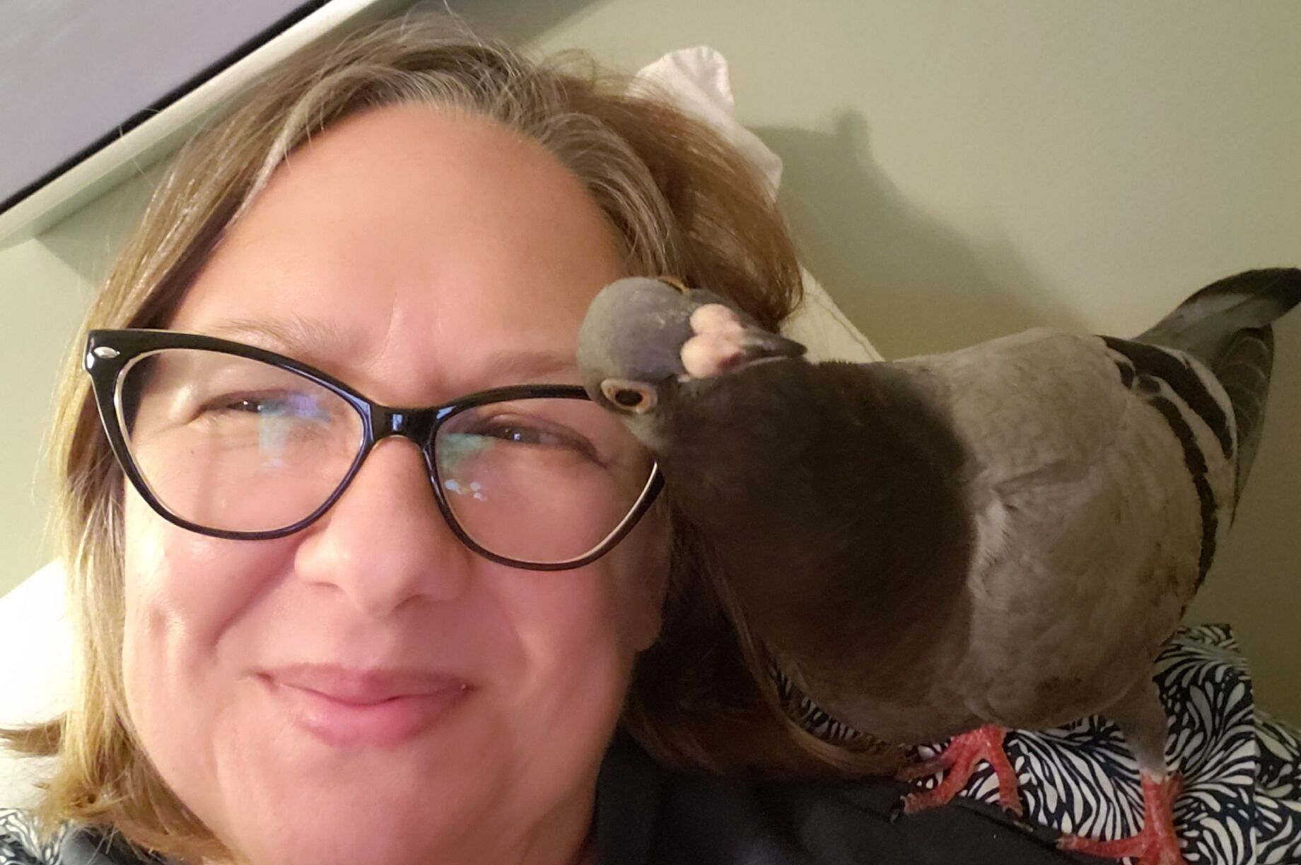 Save the Lives of Domestic Pigeons & Doves - GlobalGiving