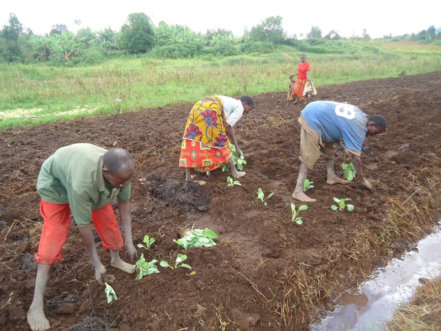 Training farm for 2046 poor farmers in BURUNDI - GlobalGiving