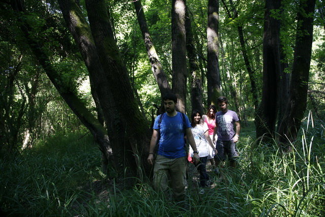 Revive 1000 hectares of the Mugla Sweetgum Forest - GlobalGiving