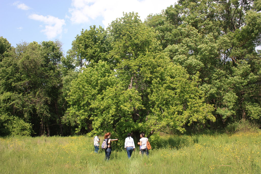 Revive 1000 hectares of the Mugla Sweetgum Forest - GlobalGiving