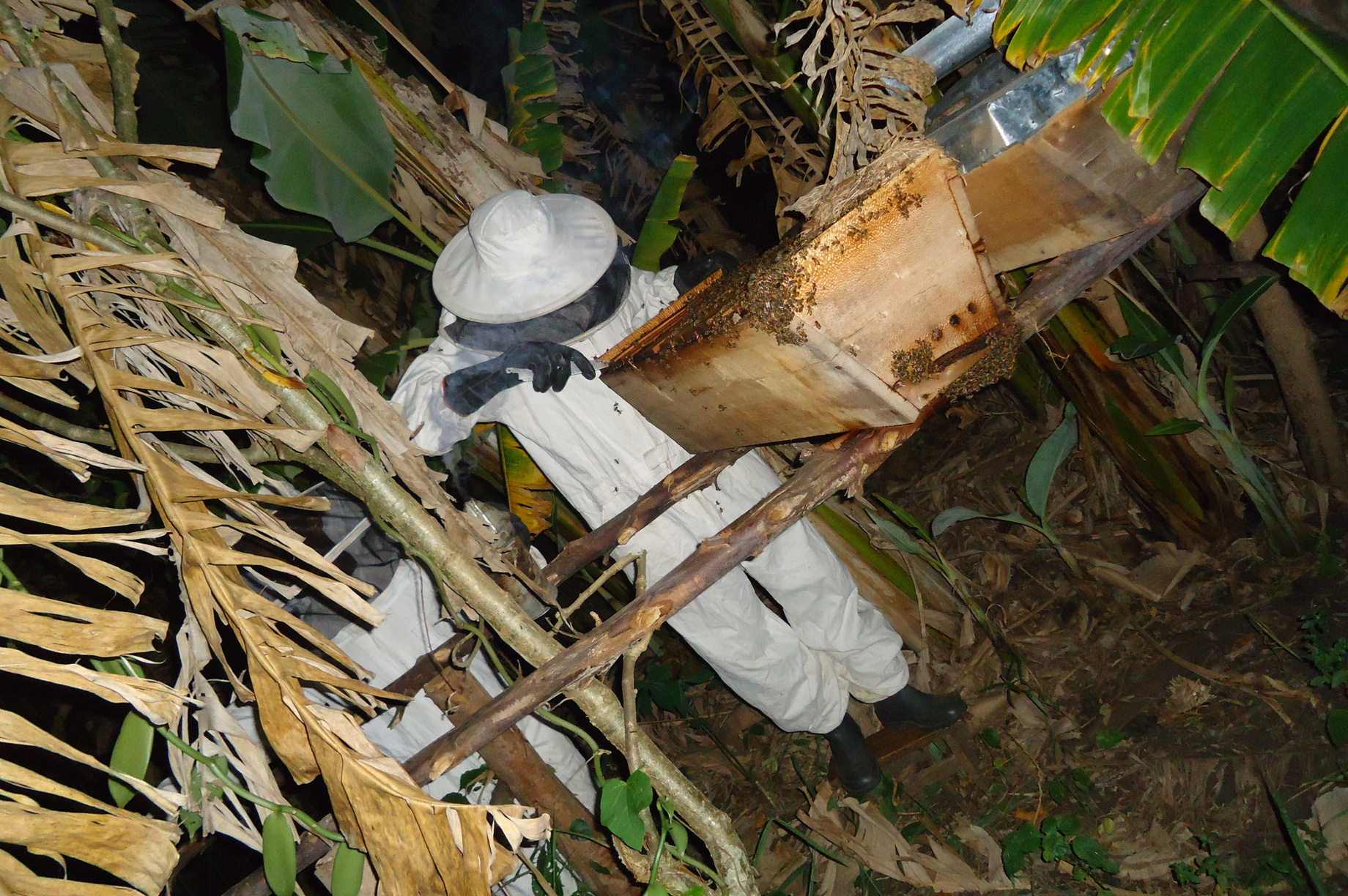 Bee keeping demonstration project - GlobalGiving