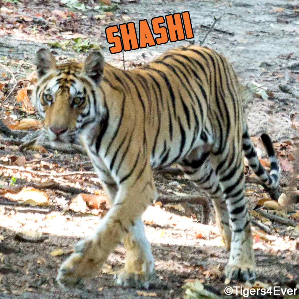 Shashi is Five! Help Shashi The Tiger and His Friends Have a Wild ...