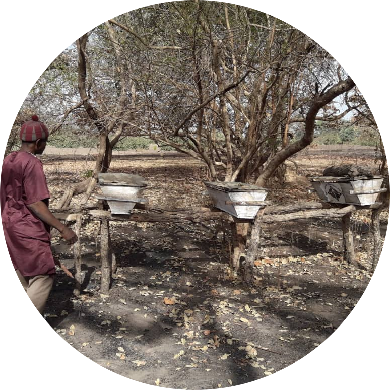 Saving Bees from Wildfire in Gambia - GlobalGiving
